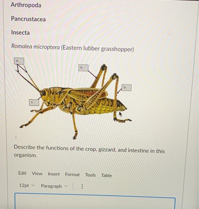 Solved Question Describe The Functions Of Crop Gizzard