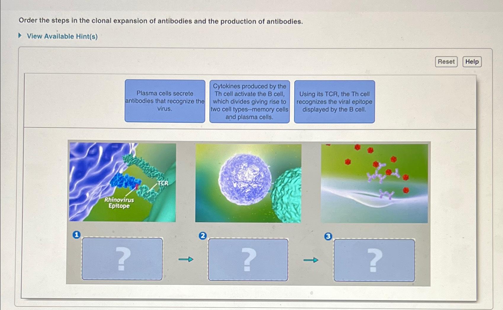 Solved Order the steps in the clonal expansion of antibodies | Chegg.com