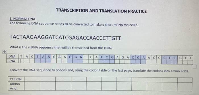 Solved TRANSCRIPTION AND TRANSLATION PRACTICE 1. NORMAL DNA | Chegg.com