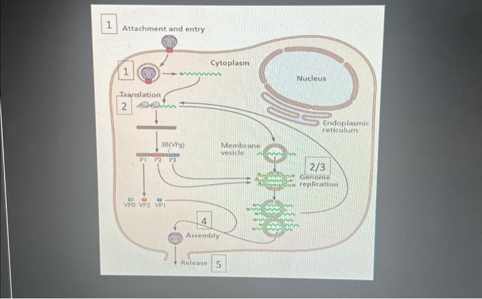 Solved David Baltimore Classification scheme.Step 5. A brief | Chegg.com