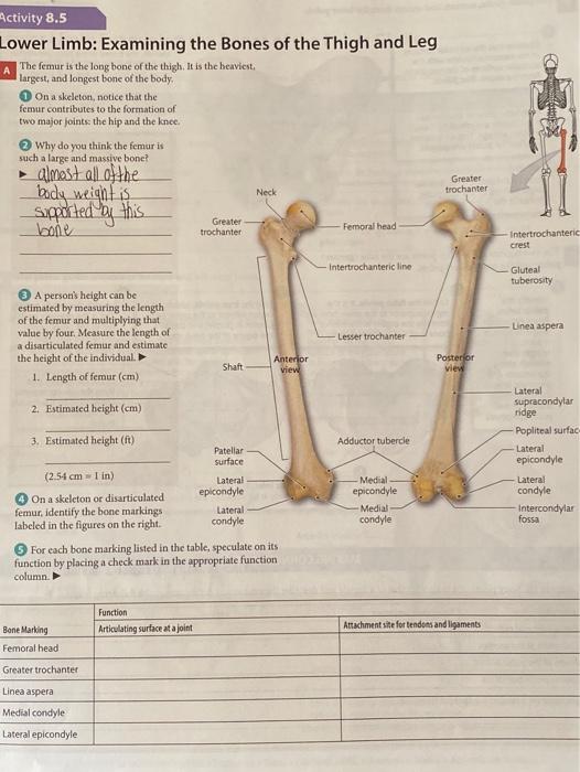Solved Activity 8.5 Lower Limb: Examining the Bones of the | Chegg.com