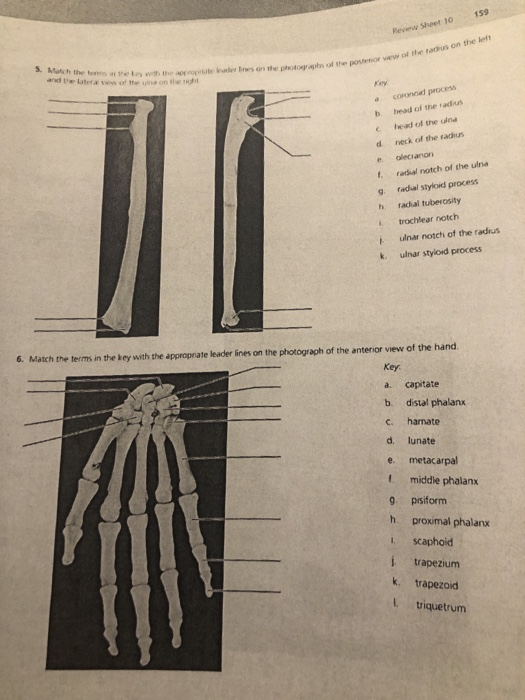 Solved 159 Pew Sheet 10 aps of the po posterior wew of the | Chegg.com