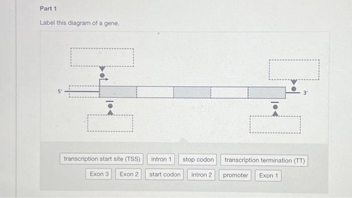 Solved Label this diagram of a gene. Assemble an mRNA | Chegg.com