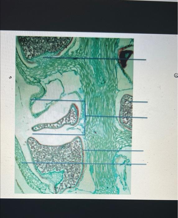 Solved label the 5 structures indicted by label lines of the | Chegg.com