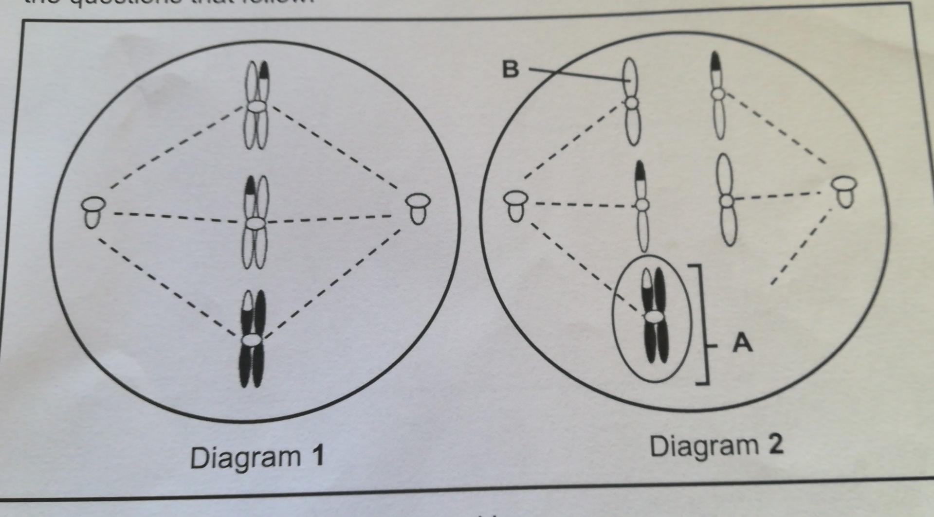 Solved 2.2.1 identify the phase represented by : a) Diagram | Chegg.com