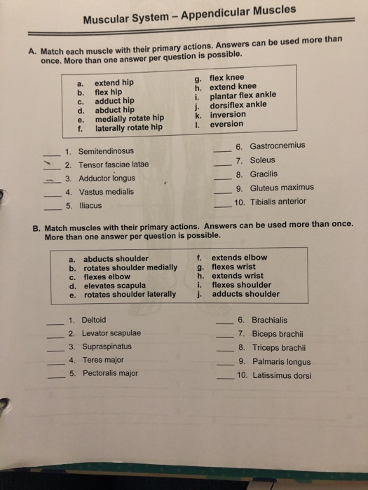 Solved Muscular System - Appendicular Muscles A. Match each | Chegg.com