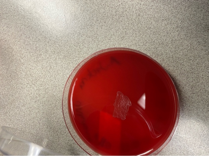 Solved Hello, I need help figuring out my unknown Bacteria. | Chegg.com