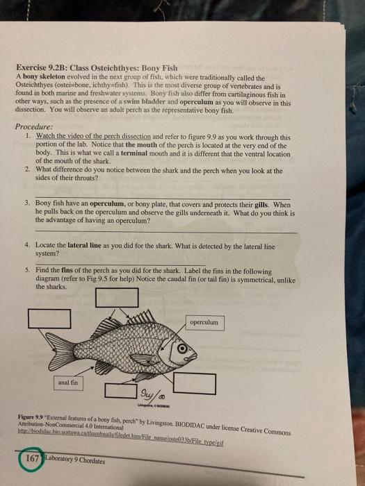 Exercise 9.2B: Class Osteichthyes: Bony Fish A bony | Chegg.com