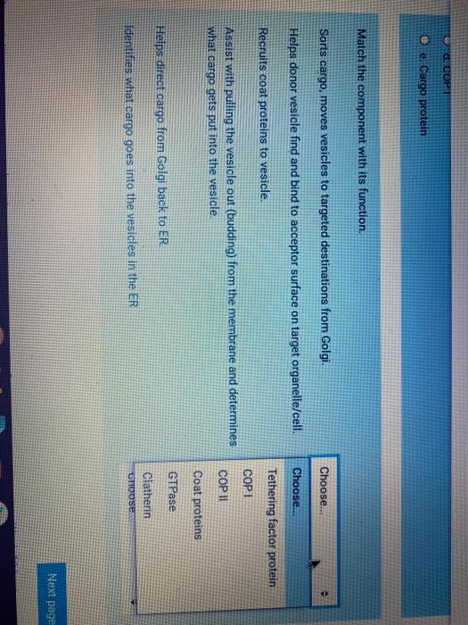 Solved COPII e e. Cargo protein Match the component with its | Chegg.com