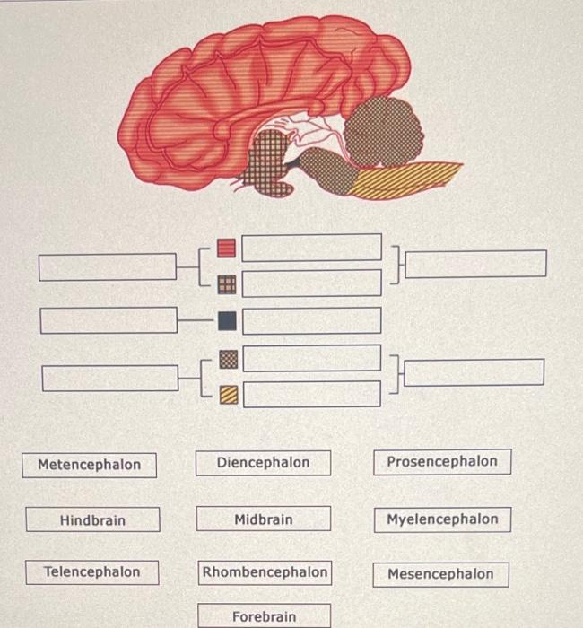 Diencephalon Mesencephalon