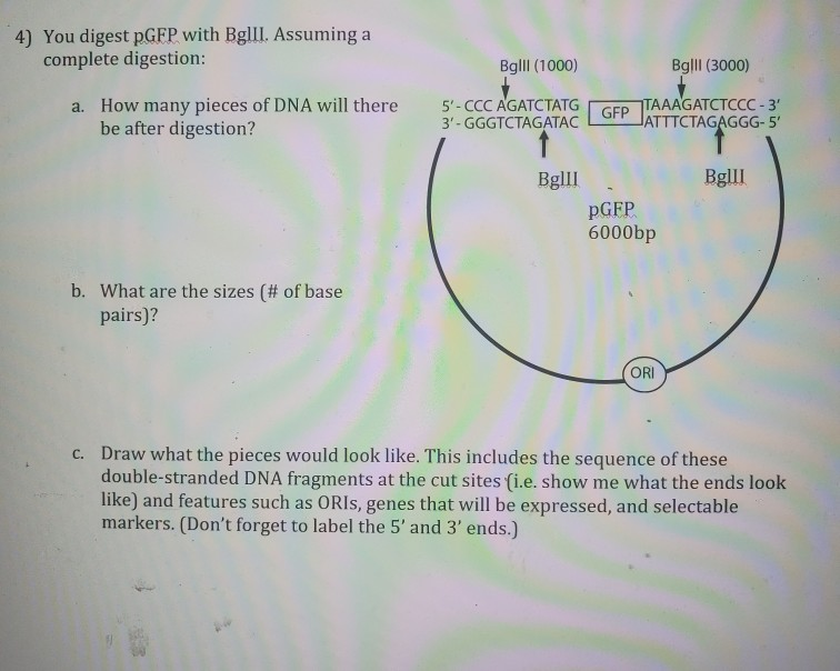 Solved 4) You digest PGFP with BglII. Assuming a complete | Chegg.com