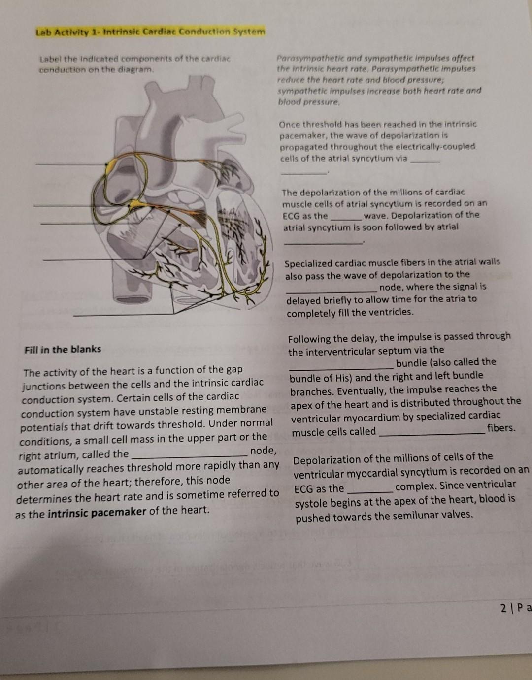 Solved Lab Activity 1- Intrinsic Cardiac Conduction System | Chegg.com
