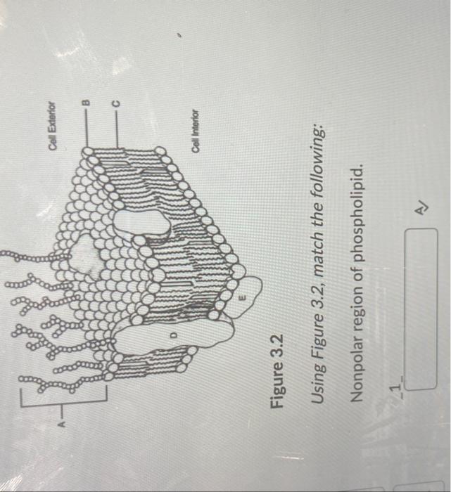 Solved Using Figure 3.2, match the following: Nonpolar | Chegg.com