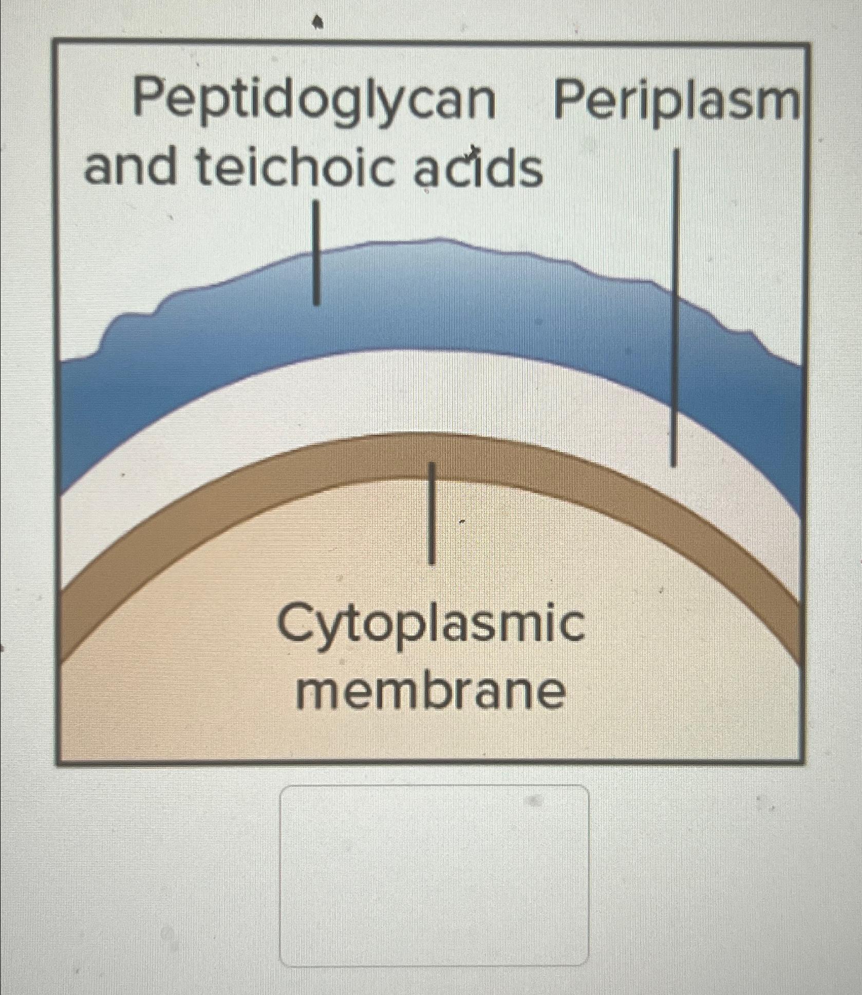 Solved Peptidoglycan Periplasm and teichoic acidsCytoplasmic | Chegg.com