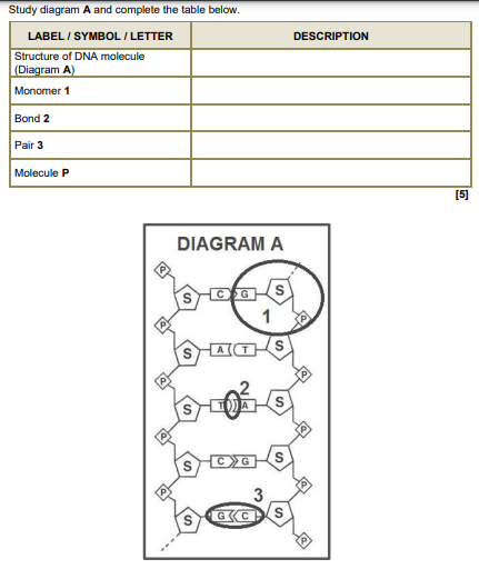 Solved Study diagram A and complete the table below. | Chegg.com