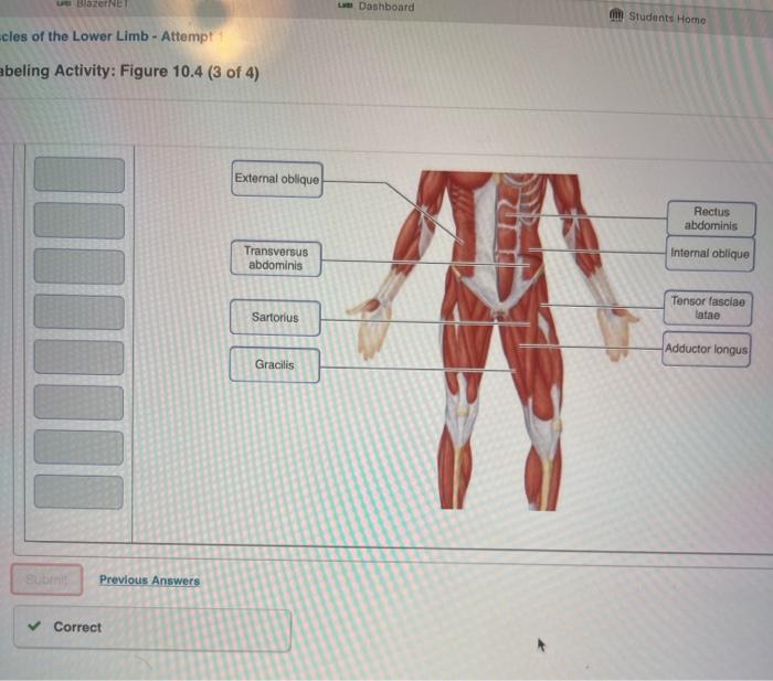 Solved BlazerNet m Dashboard Students Home cles of the Lower | Chegg.com