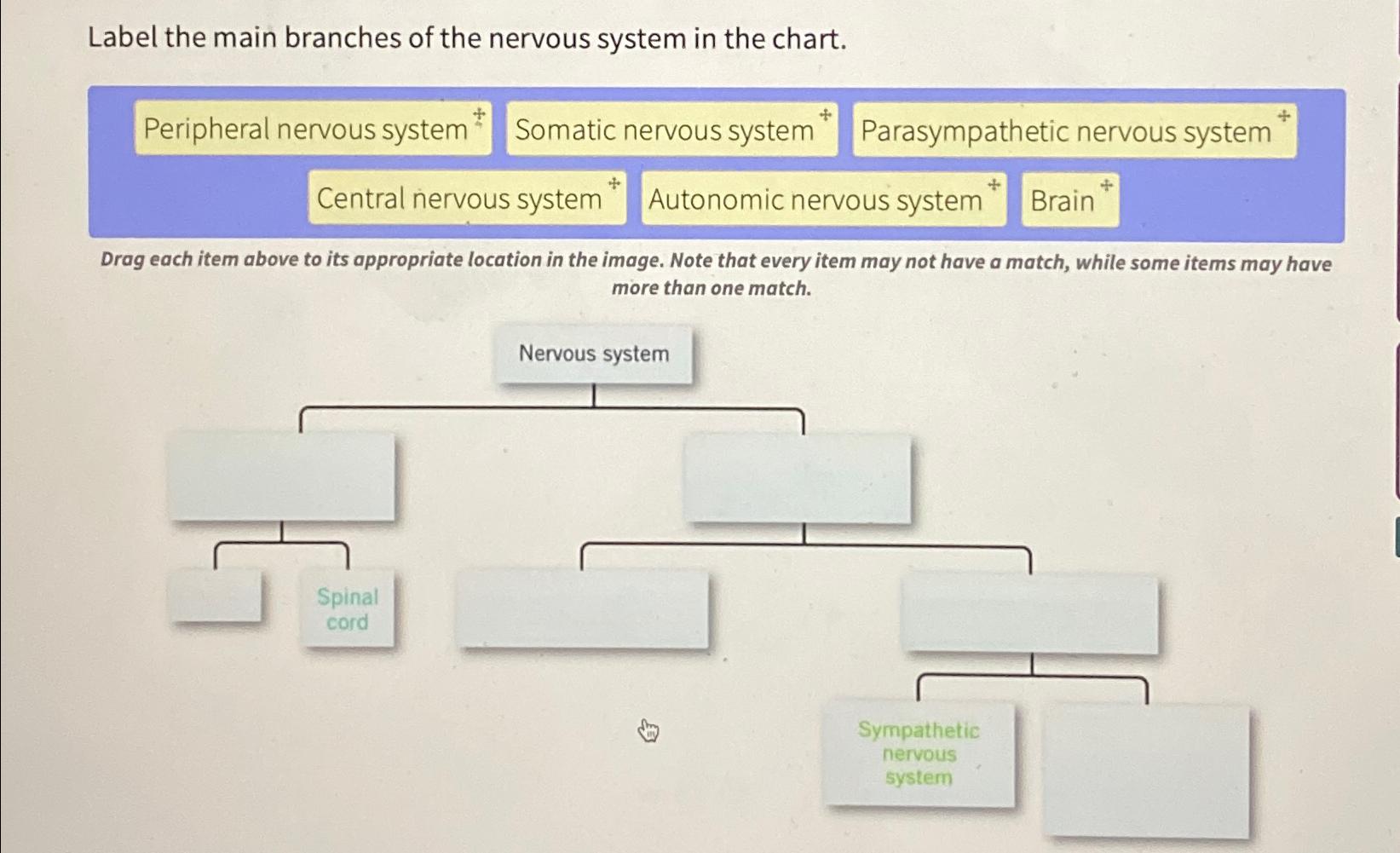 Solved Label the main branches of the nervous system in the | Chegg.com