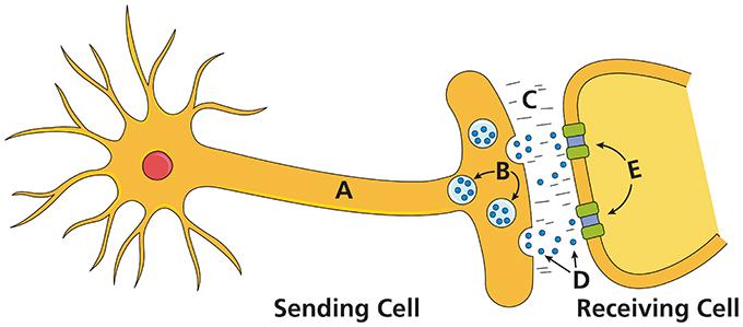 Solved Match parts of the neuron to the correct name and | Chegg.com
