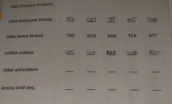 Solved DNA Practice Problem: ATG DNA Antisense Strand CGT | Chegg.com