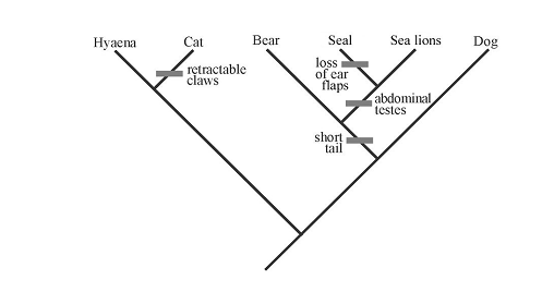 Solved How many transitions are drawn on this phylogeny? | Chegg.com
