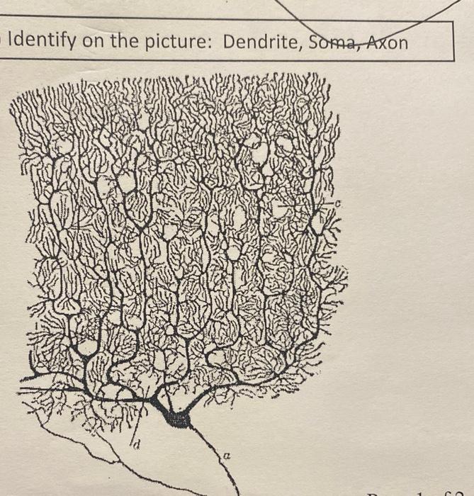 Solved - Identify on the picture: Dendrite, Soma, Axon | Chegg.com