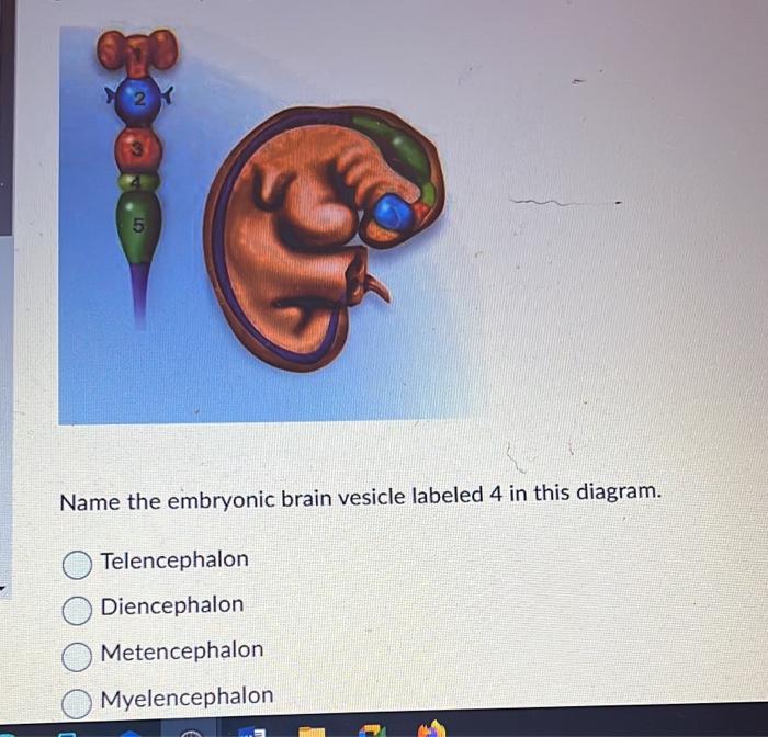 Solved Name the embryonic brain vesicle labeled 4 in this | Chegg.com