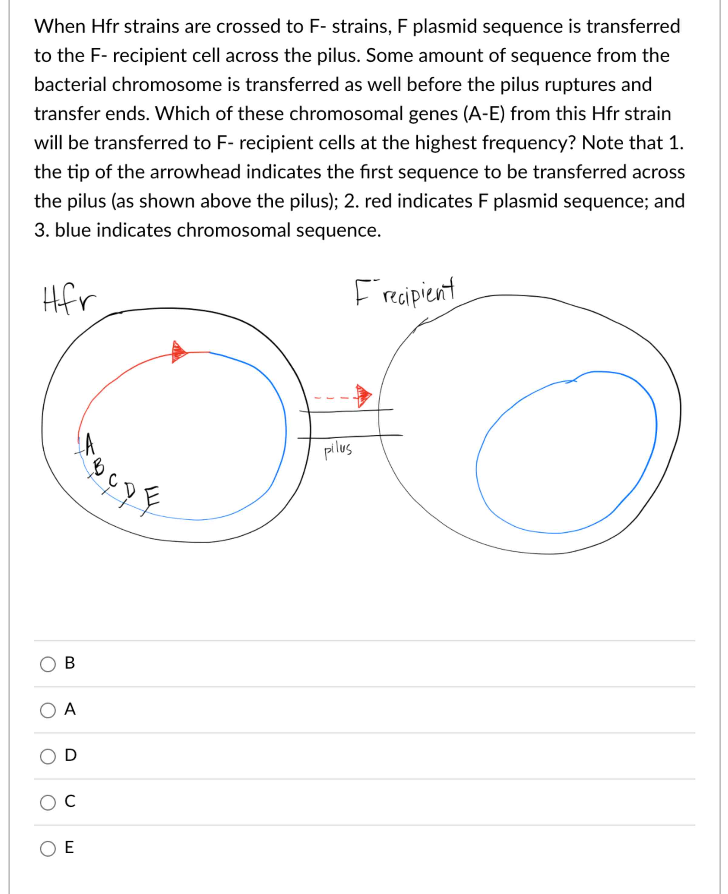 Solved When Hfr strains are crossed to F- ﻿strains, F | Chegg.com