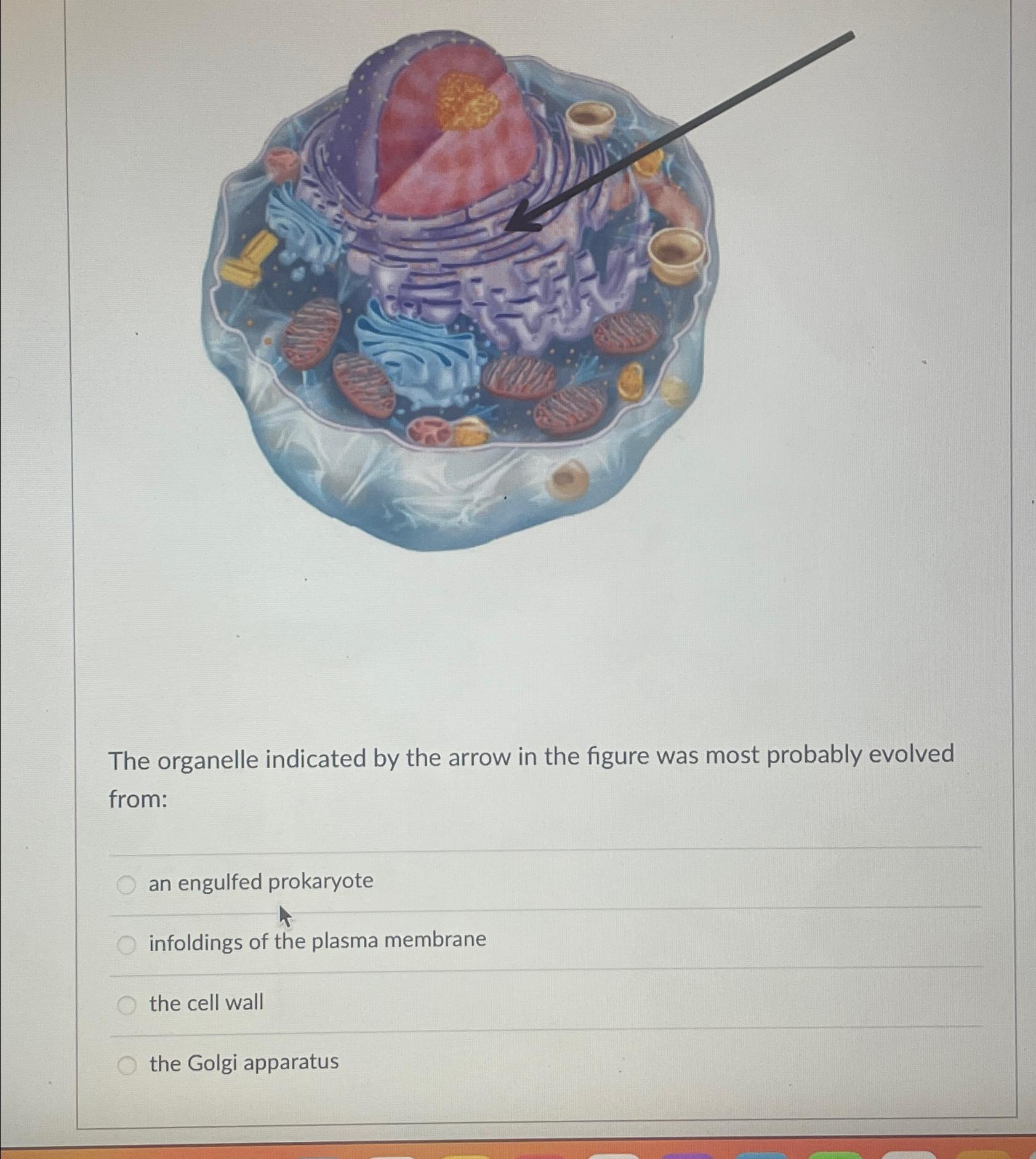 Solved The organelle indicated by the arrow in the figure | Chegg.com