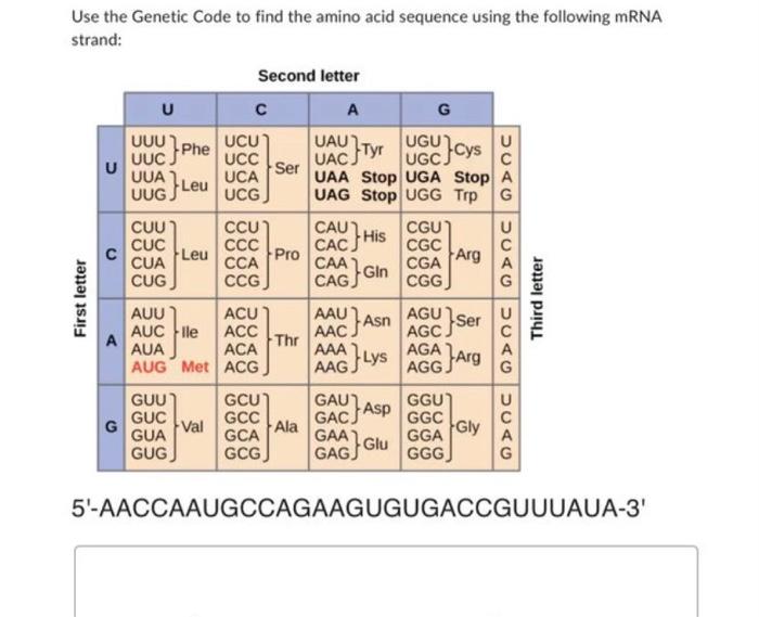Solved Use the Genetic Code to find the amino acid sequence | Chegg.com