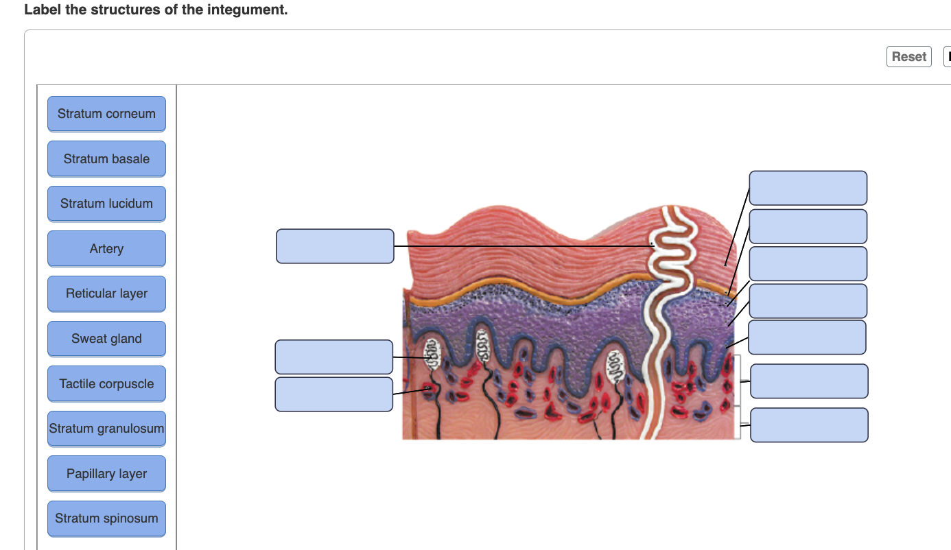 Solved Label the structures of the integumentLabel the | Chegg.com