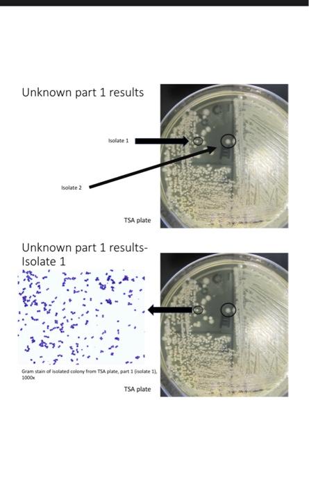 Solved BIOL 260 Unknowns Lab Part 1: Data Unknown Sample | Chegg.com
