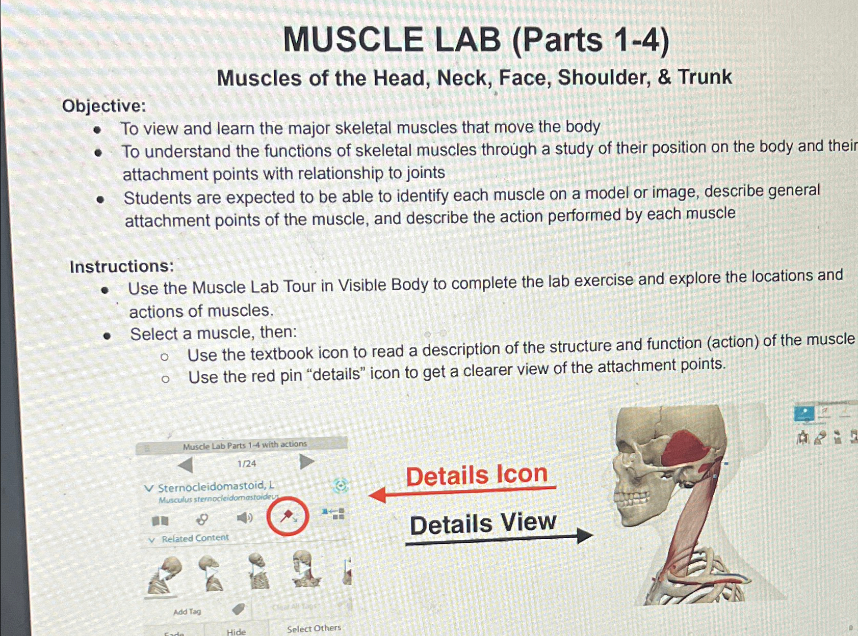 Solved MUSCLE LAB (Parts 1-4)Muscles of the Head, Neck, | Chegg.com