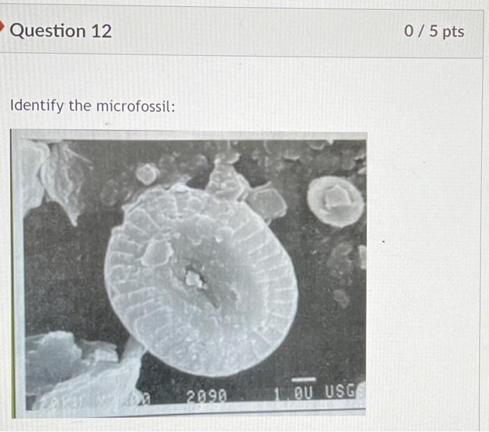 Solved Identify the microfossil: Identify the | Chegg.com