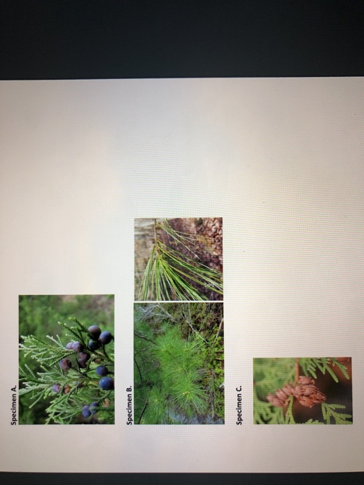 Solved Part II: Using dichotomous keys to identify trees (7 | Chegg.com