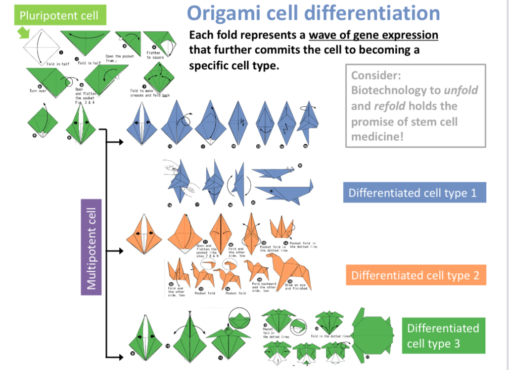 Solved We considered that the unfolded origami paper is like | Chegg.com