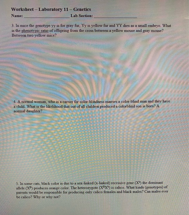Solved Worksheet - Laboratory 11 - Genetics Name: Lab | Chegg.com