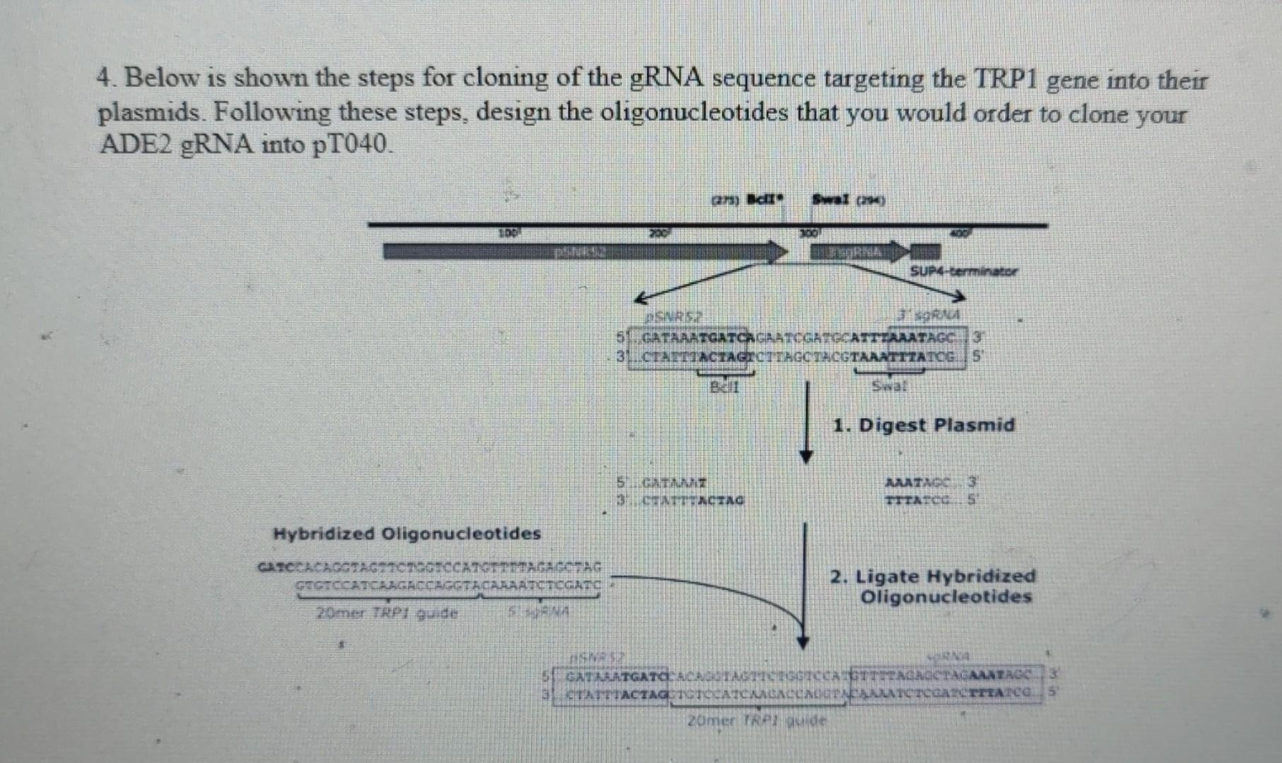 Solved 4. Below is shown the steps for cloning of the gRNA | Chegg.com