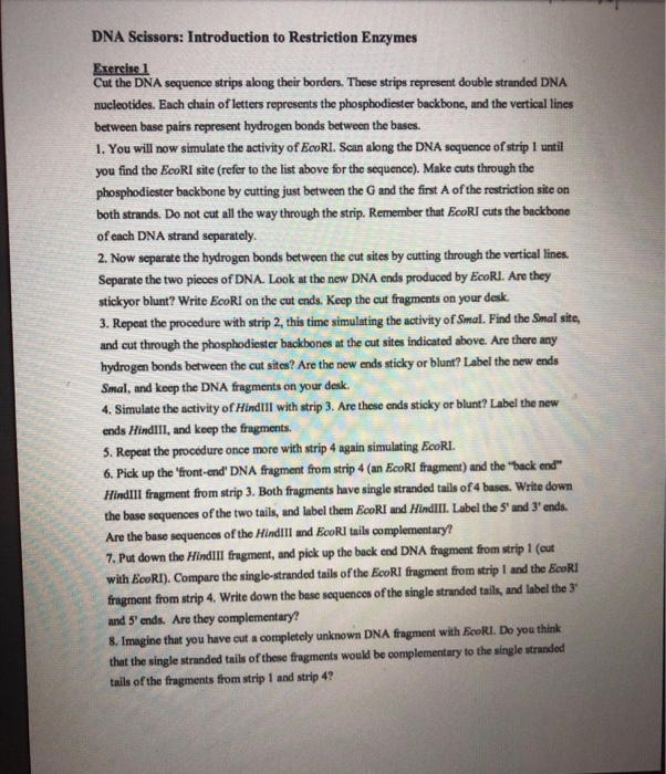 Solved DNA Scissors: Introduction to Restriction Enzymes | Chegg.com