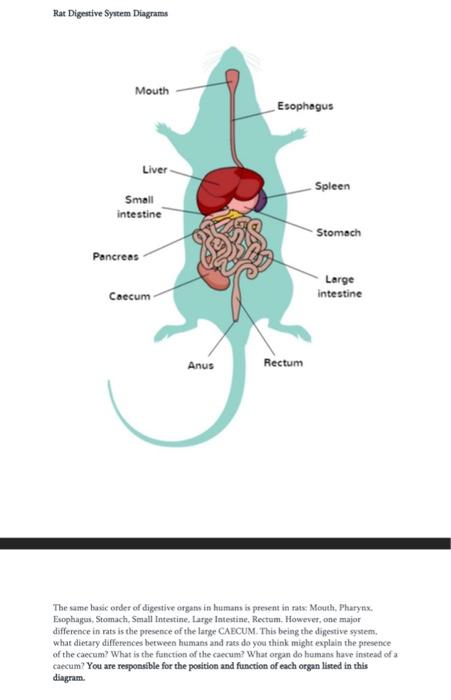 Solved The same basic order of digeative organs in humams is | Chegg.com