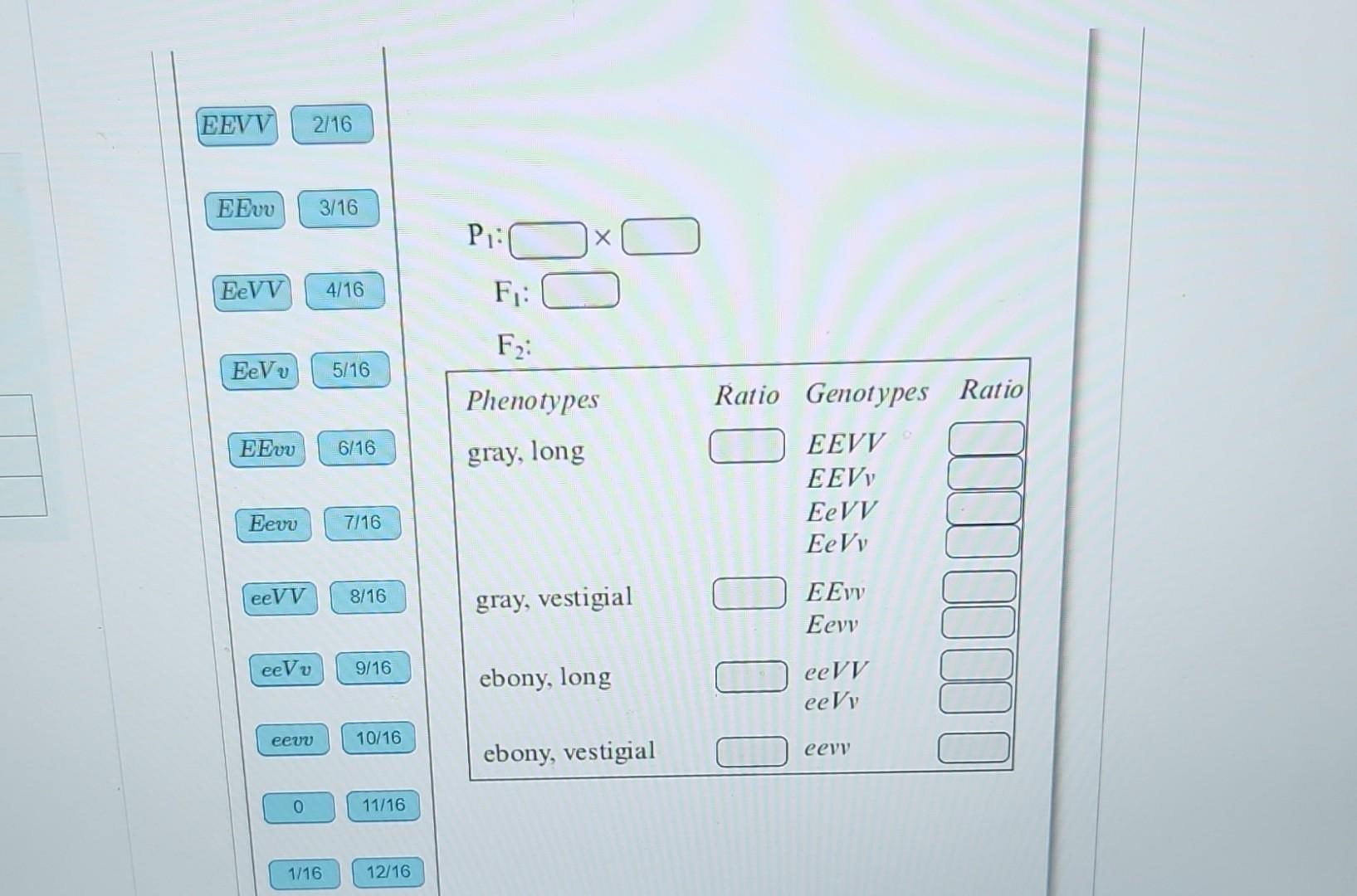 Solved In Drosophila, gray body color is dominant over ebony | Chegg.com