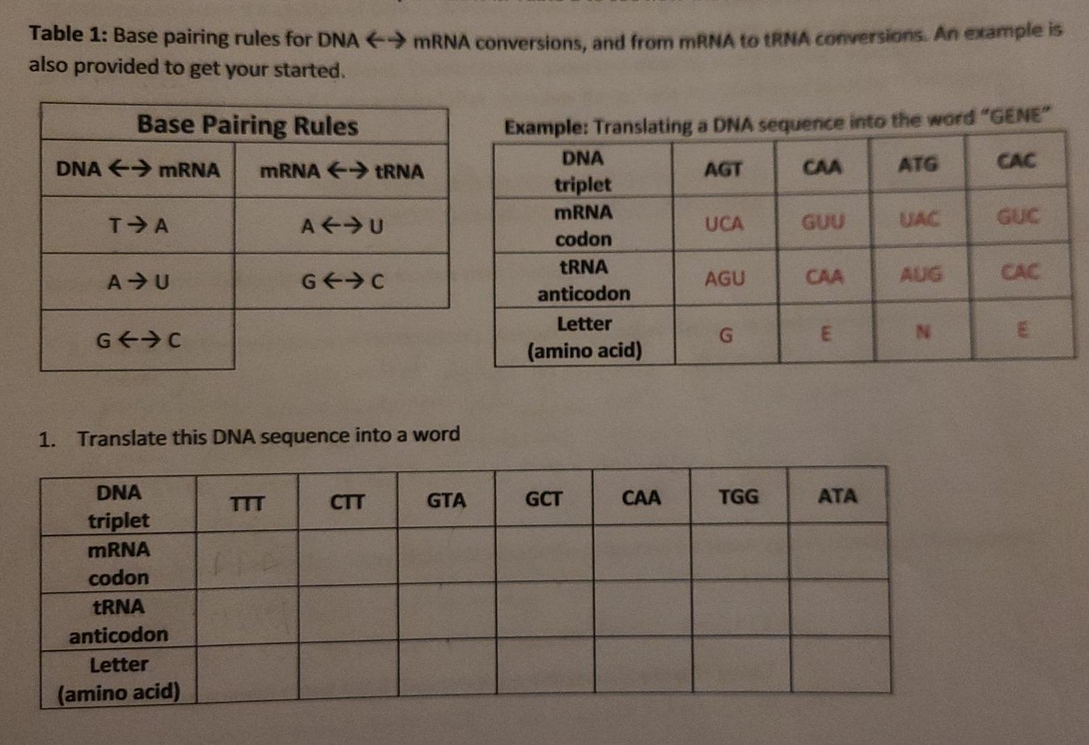 Solved 2. Translate this DNA sequence into a word GAA GGT | Chegg.com