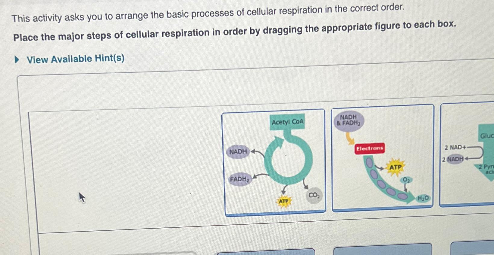 Solved This activity asks you to arrange the basic processes | Chegg.com