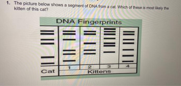 Solved 1. The picture below shows a segment of DNA from a | Chegg.com