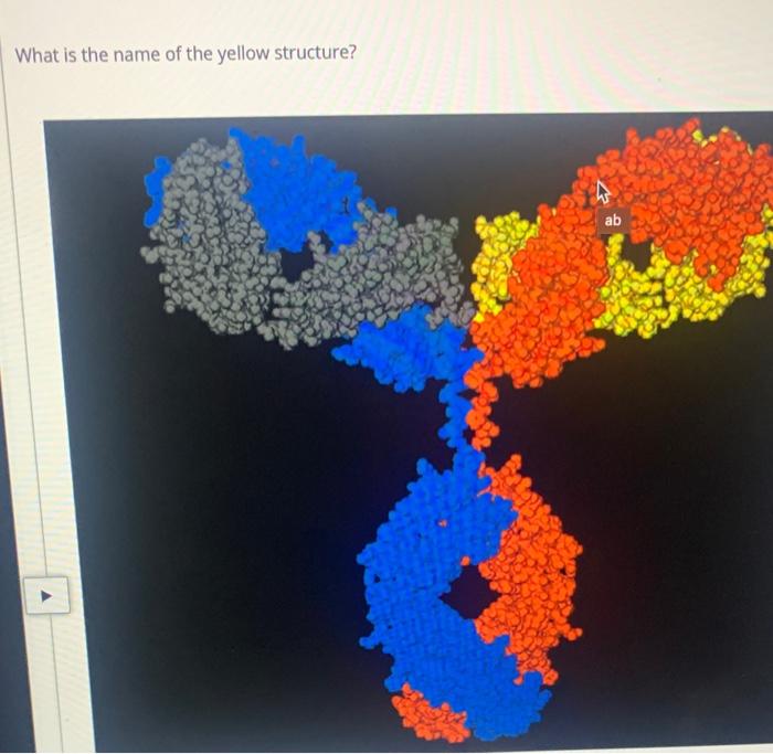 Solved What is the name of the yellow structure? ab | Chegg.com