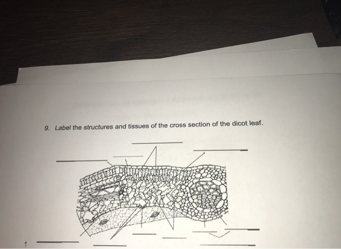 Solved label structures and tissues of the cross section of | Chegg.com