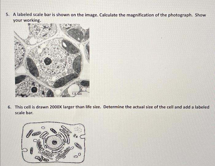 Solved 5. A labeled scale bar is shown on the image. | Chegg.com