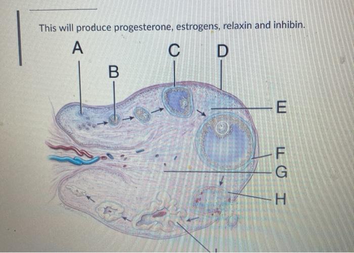 Solved This will produce progesterone, estrogens, relaxin | Chegg.com