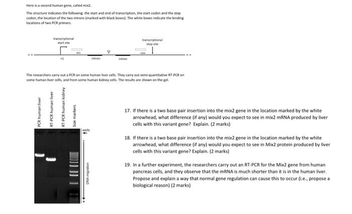 Hete is a second human gene, calied thix? The | Chegg.com