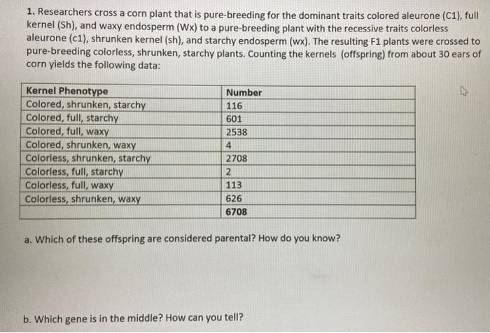 Solved 1. Researchers cross a corn plant that is | Chegg.com