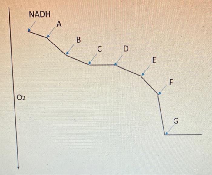 Solved In a previous experiment, mitochondria were isolated | Chegg.com